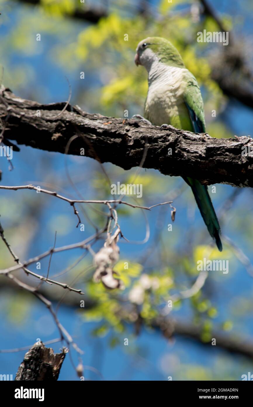 small green parrot on a tree Stock Photo - Alamy