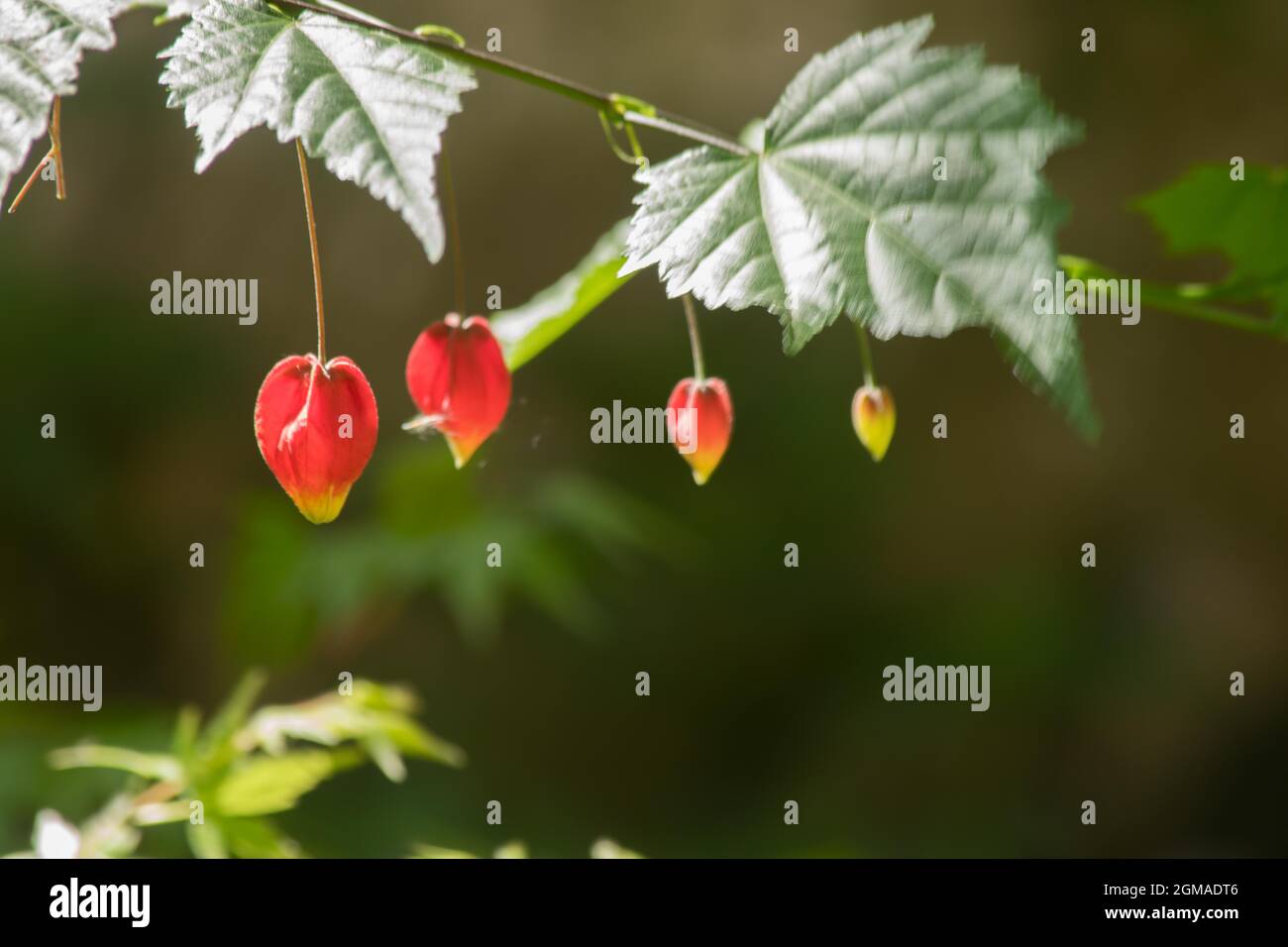 Closeup photo a a red flower of an abutilon Stock Photo - Alamy