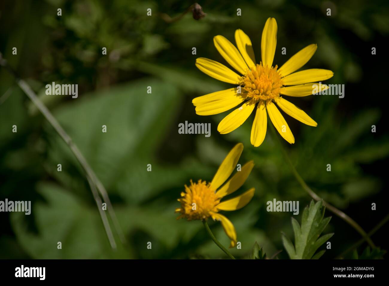 Closeup photo yellow daisy hi-res stock photography and images - Alamy