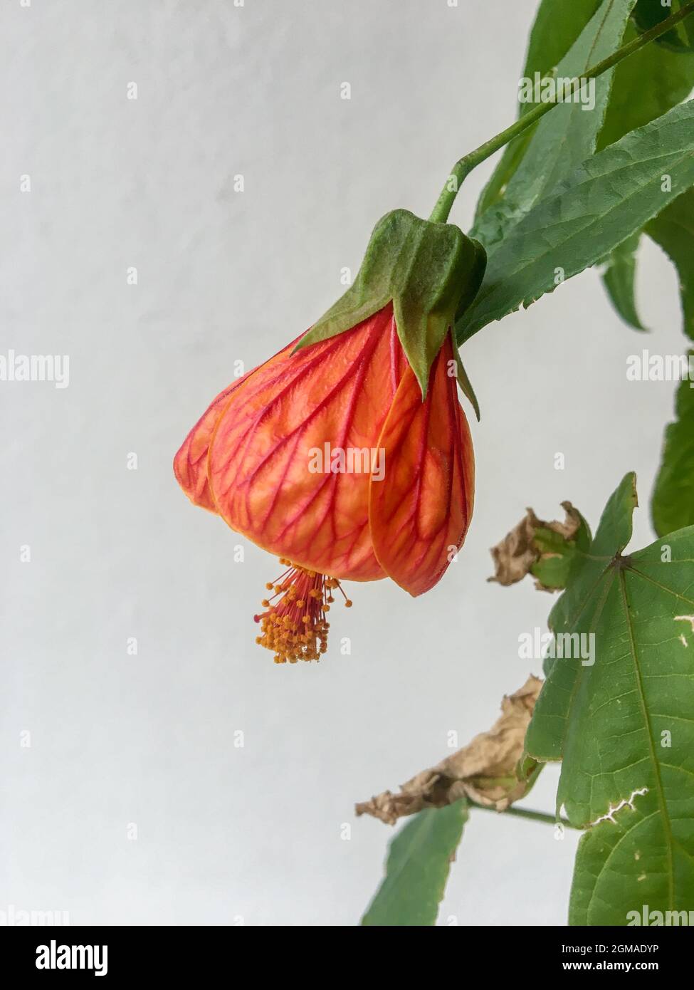 Abutilon pictum chinese lantern hi-res stock photography and images - Alamy