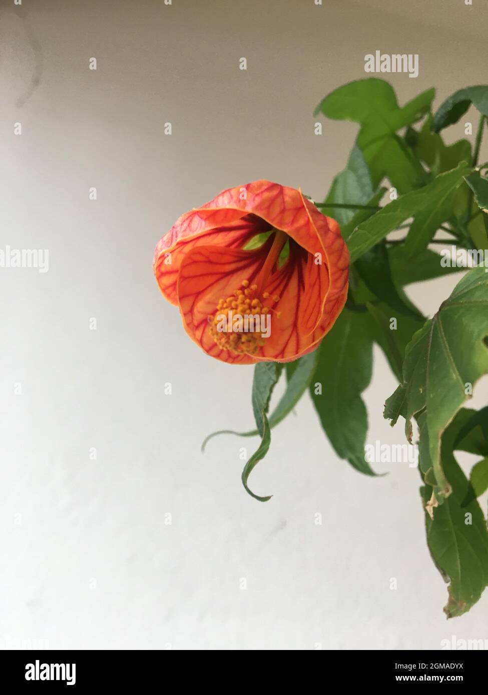 Closeup photo a a red flower of an abutilon Stock Photo - Alamy