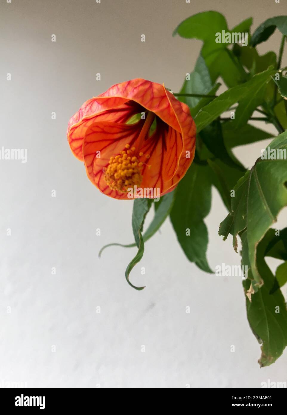 Closeup photo a a red flower of an abutilon Stock Photo - Alamy