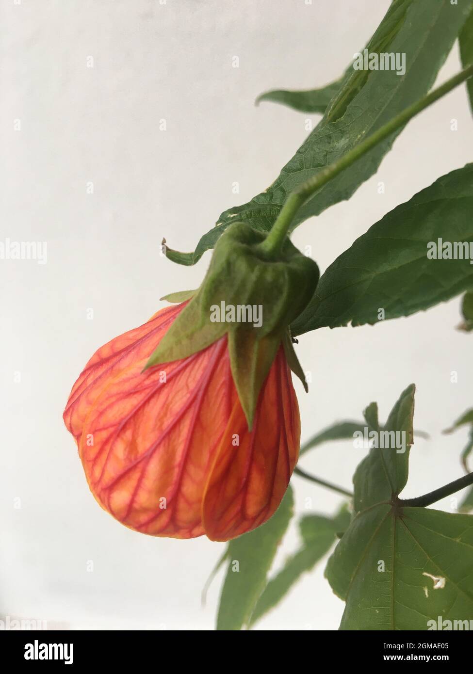 Closeup photo a a red flower of an abutilon Stock Photo - Alamy