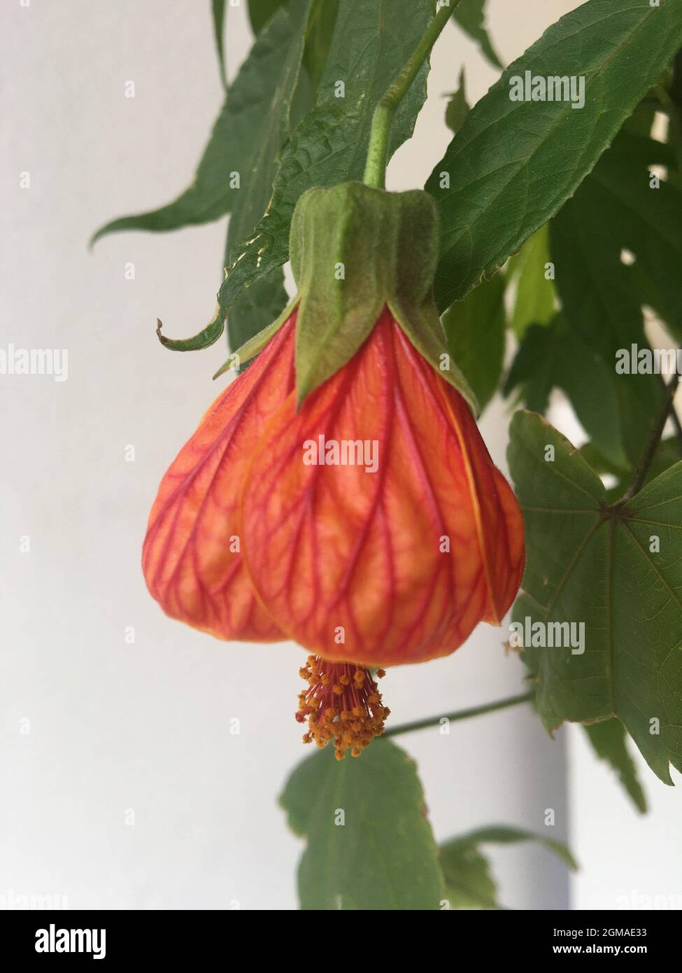 Abutilon tree hi-res stock photography and images - Alamy