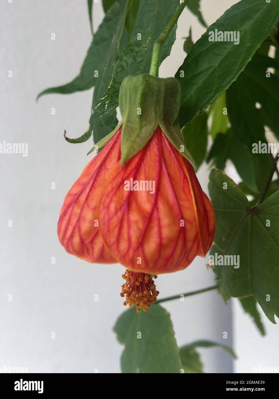 Abutilon pictum chinese lantern hi-res stock photography and images - Alamy