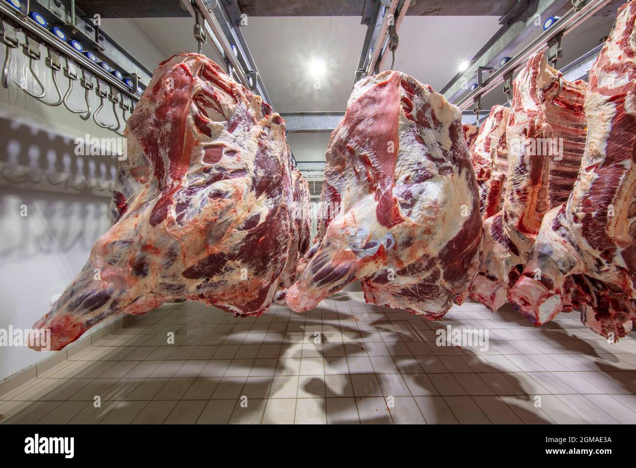 At the slaughterhouse, Carcasses, raw meat beef, hooked in the freezer ...
