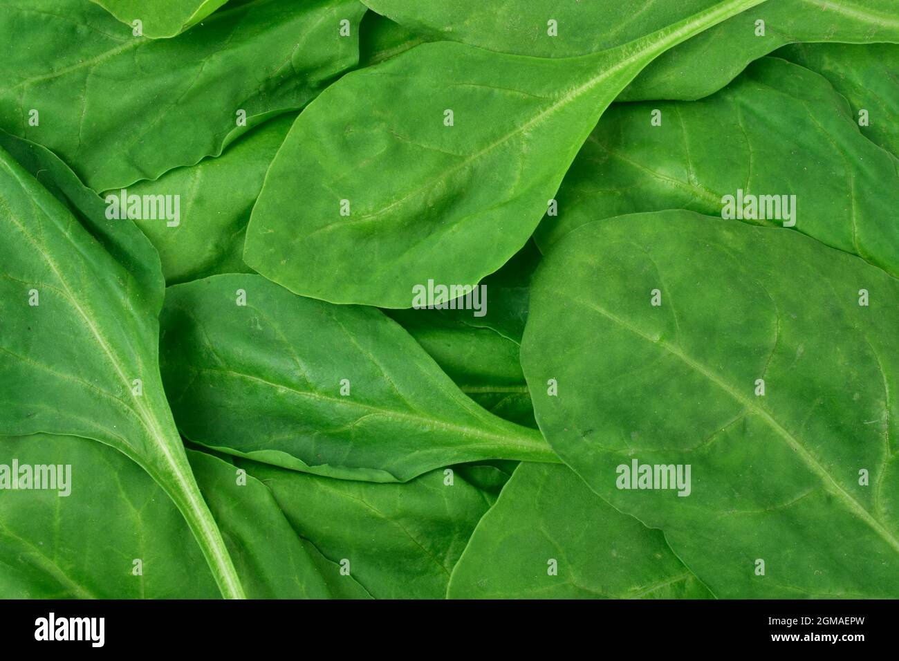 Spinach background. Top view background Stock Photo - Alamy