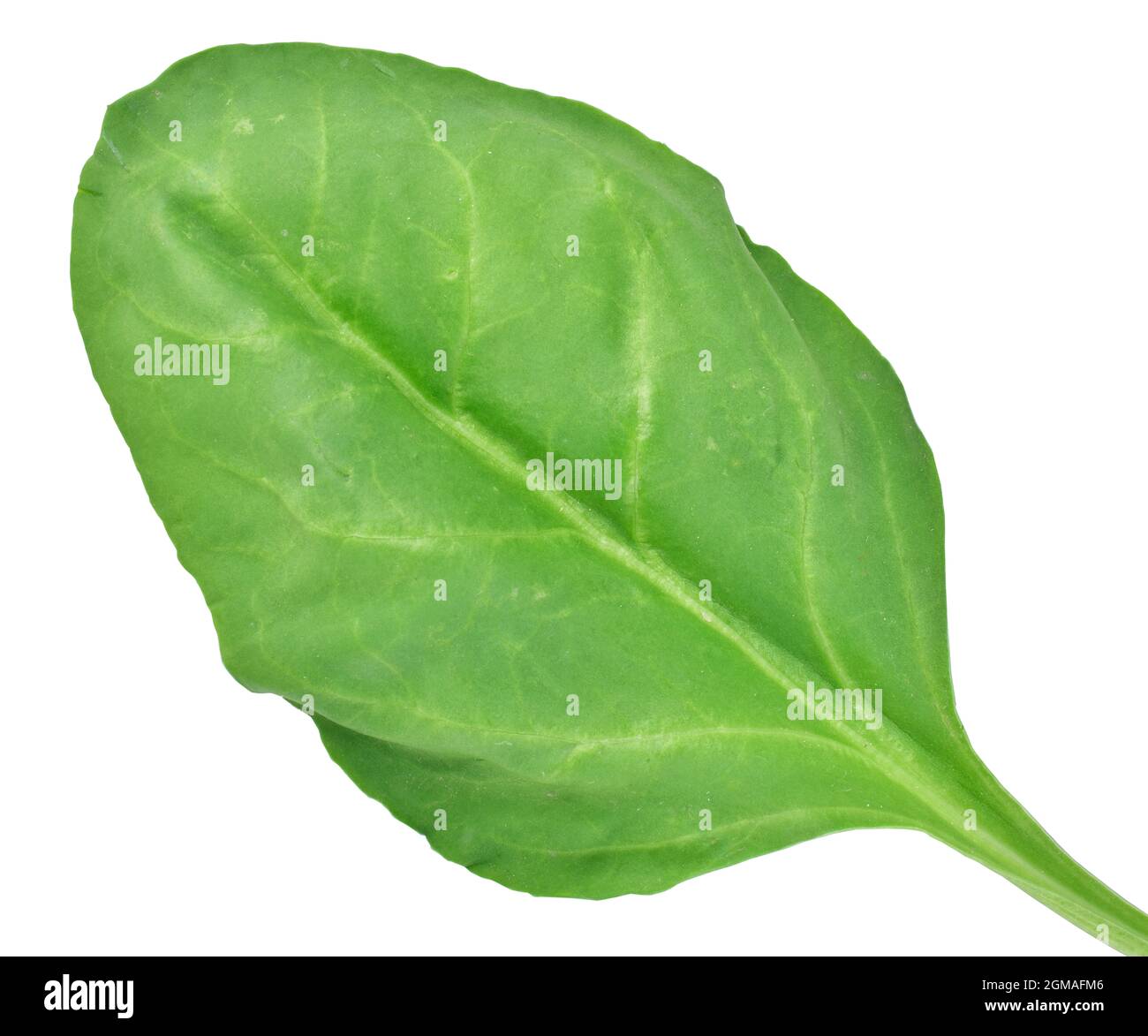 spinach leaf isolated on white background Stock Photo - Alamy
