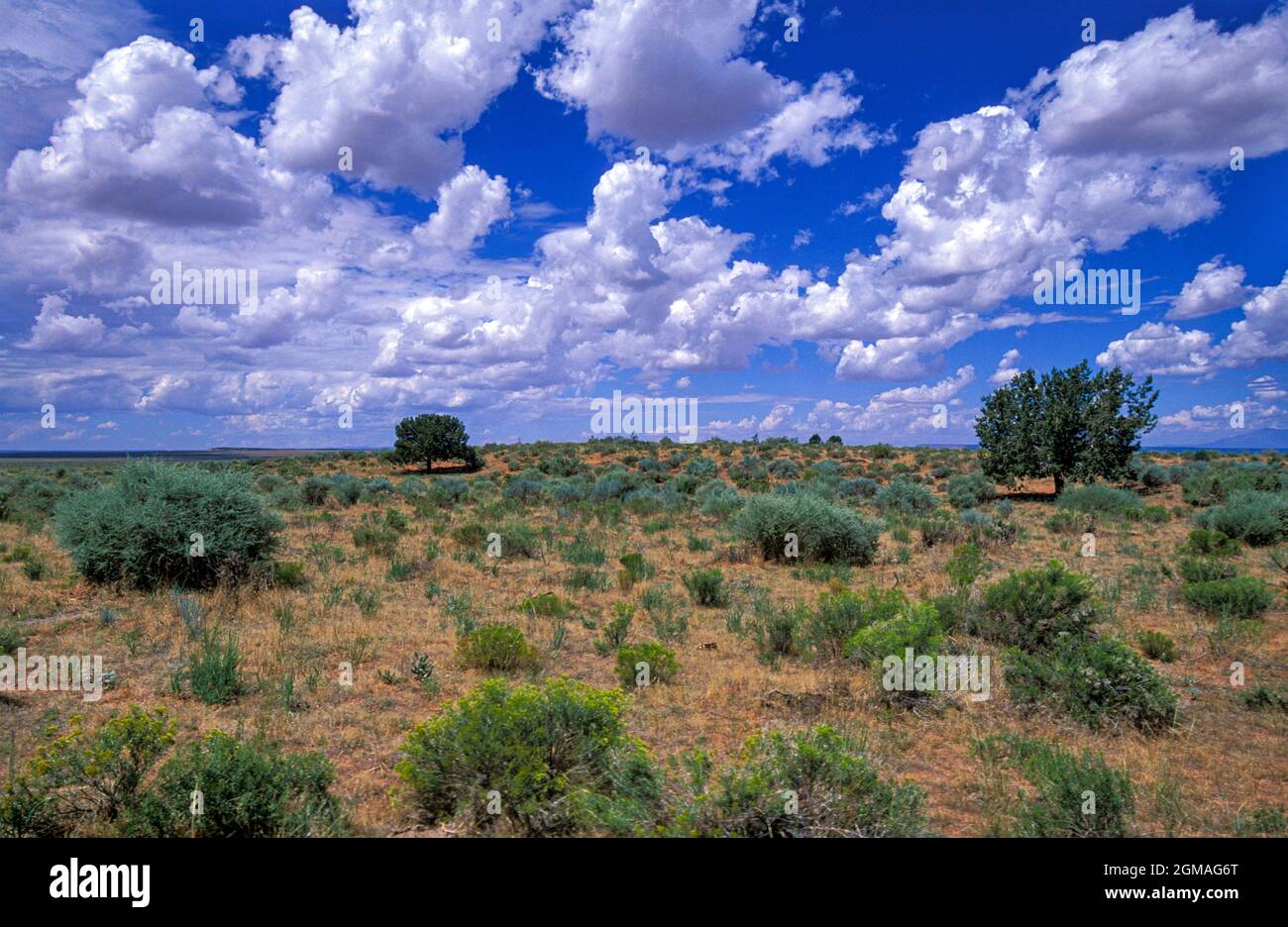 Very few trees hi-res stock photography and images - Alamy