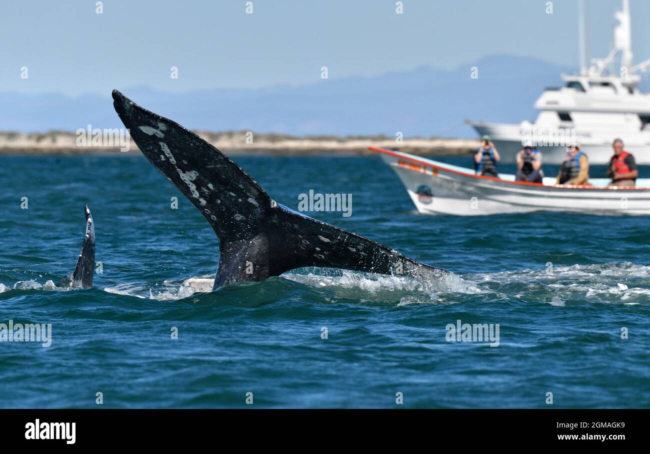 Gray Whale - Eschrichtius robustus Stock Photo - Alamy