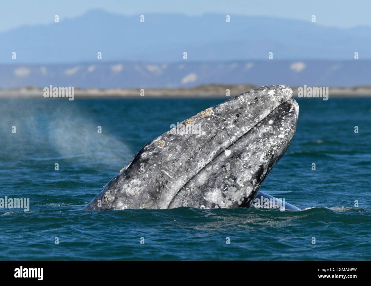 Gray Whale - Eschrichtius robustus Stock Photo - Alamy