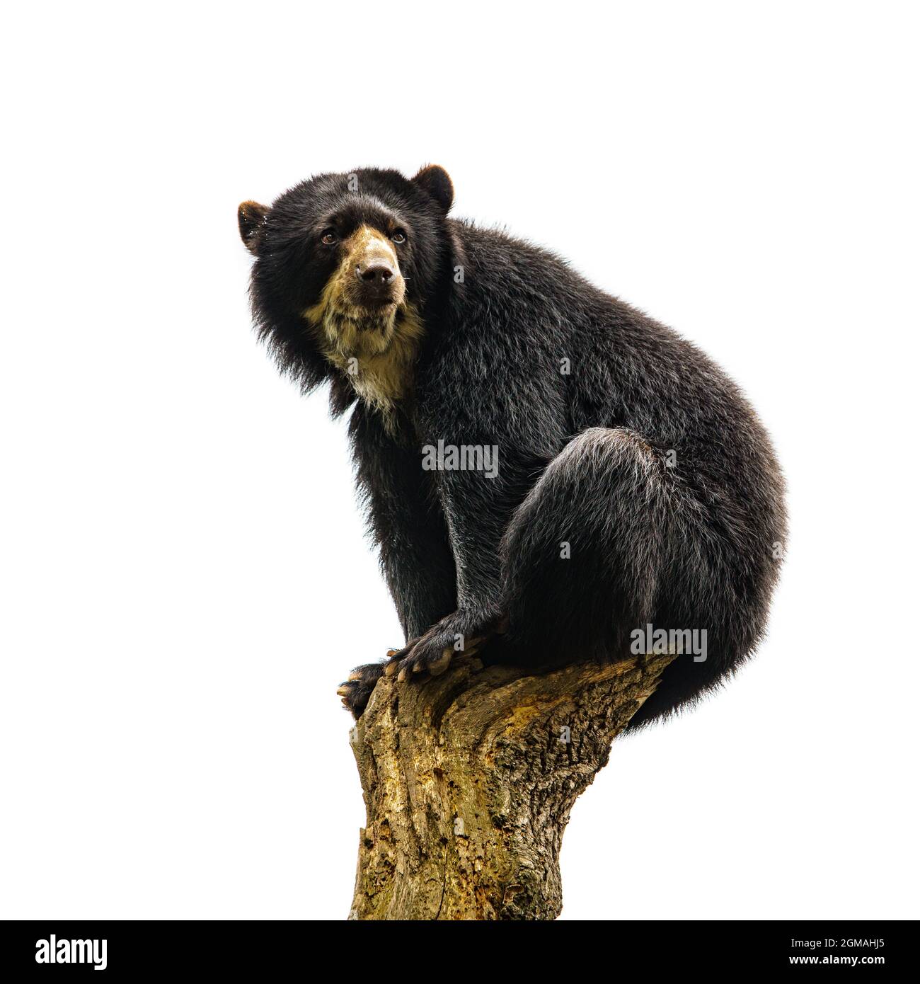 American Black Bear isolated on white background Stock Photo - Alamy