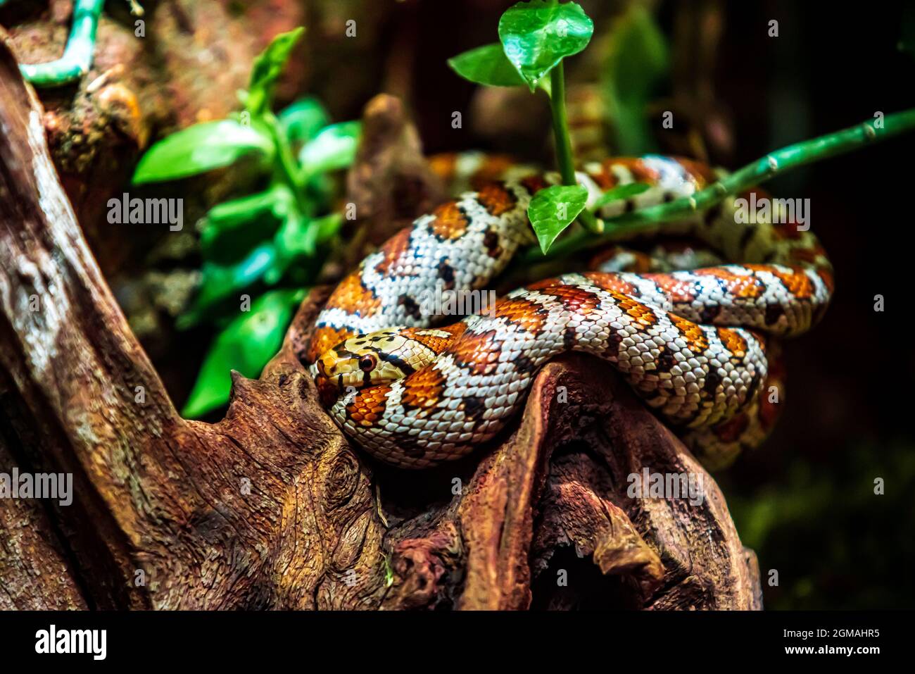 Colorful exotic snake hi-res stock photography and images - Alamy
