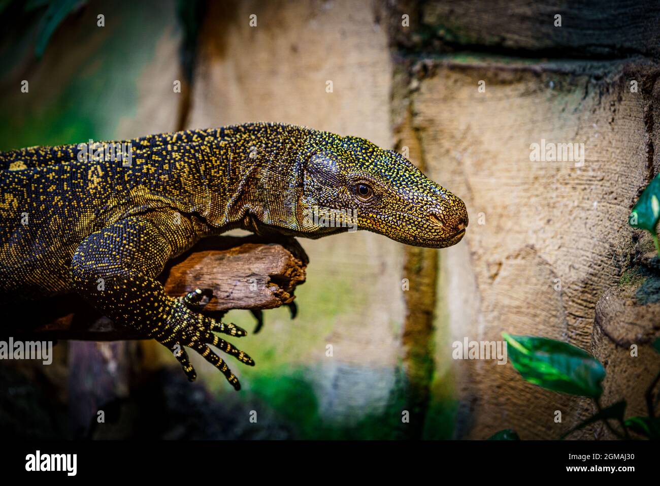 Komodo dragon in the beautiful nature habitat. Monitor lizard Stock Photo - Alamy