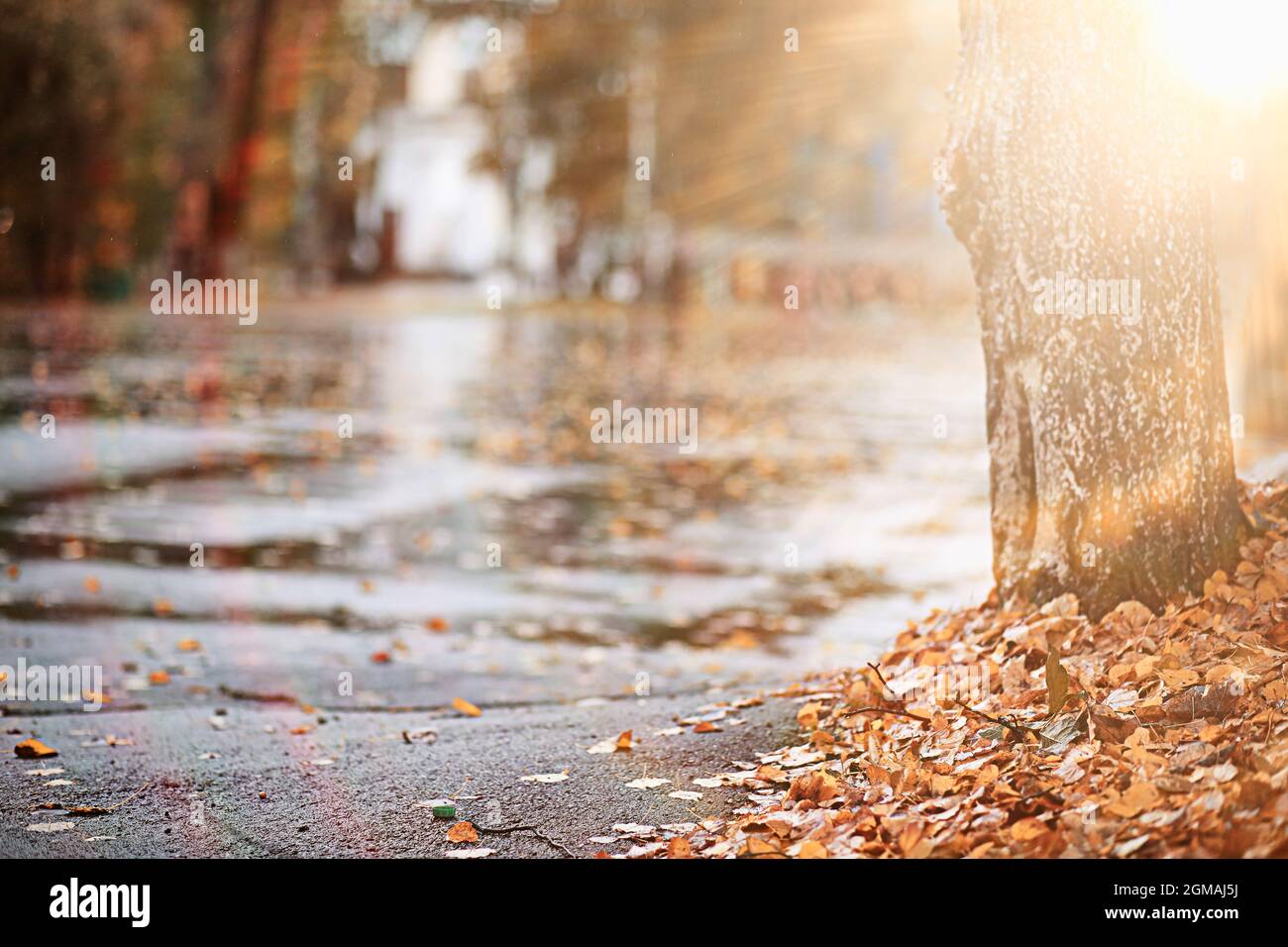 Autumn rain in the park during the day Stock Photo - Alamy
