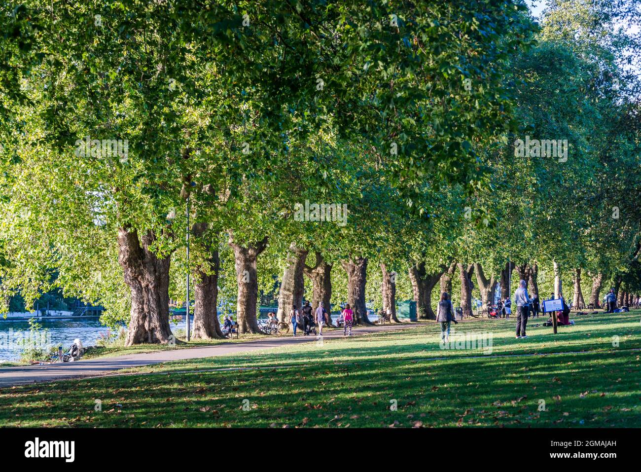 Very old plane trees hi-res stock photography and images - Alamy