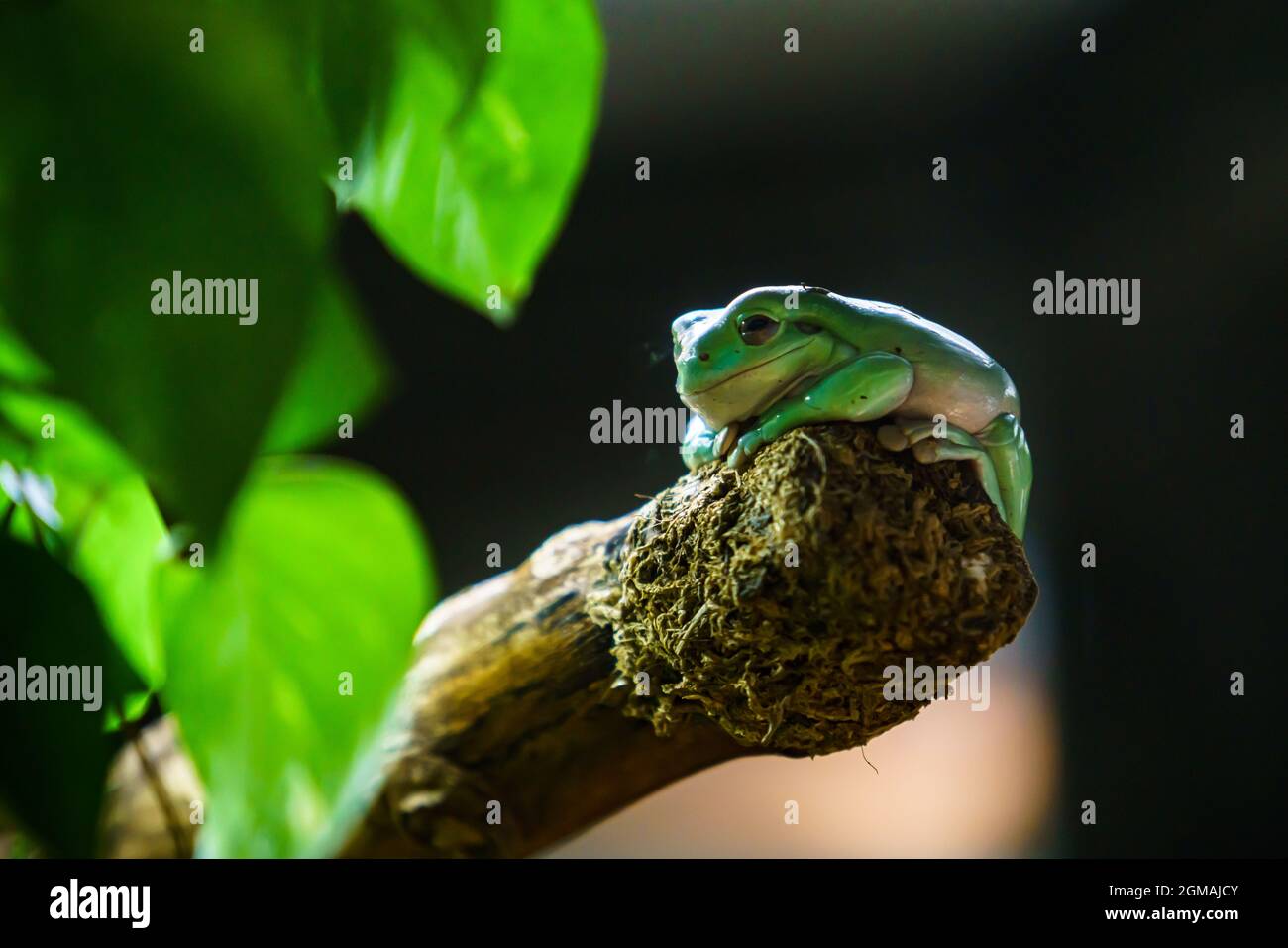 Tree frog in Brazil amazon rain forest Stock Photo - Alamy