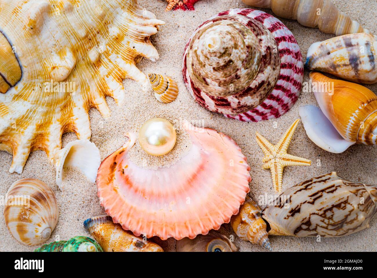The exotic sea shell . treasure from the sea Stock Photo - Alamy