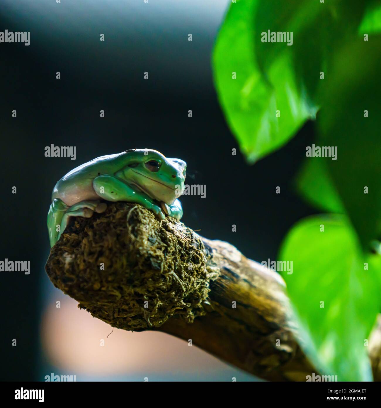 Tree frog in Brazil amazon rain forest Stock Photo - Alamy
