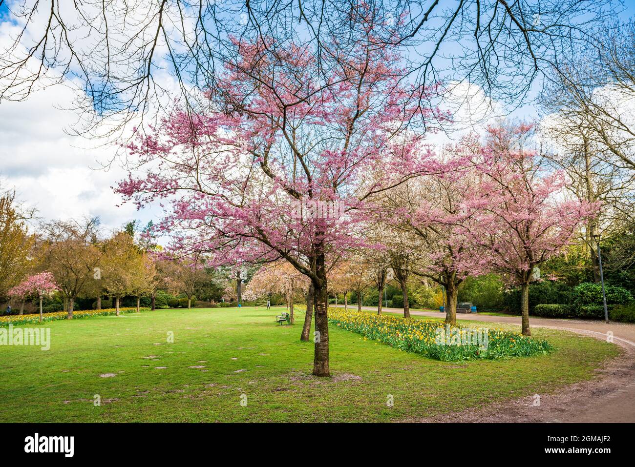Beautiful Garden with blooming trees during spring time Stock Photo - Alamy
