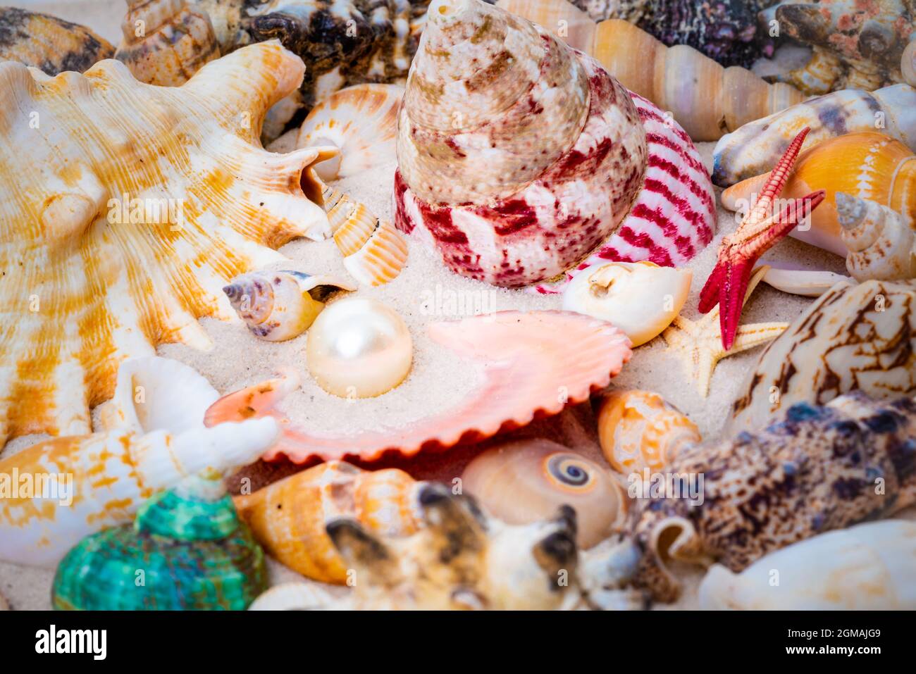 Pearl shells sea shells hi-res stock photography and images - Alamy