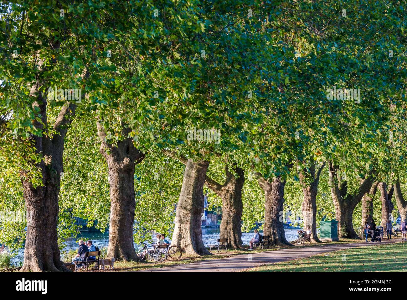 Very old plane trees hi-res stock photography and images - Alamy