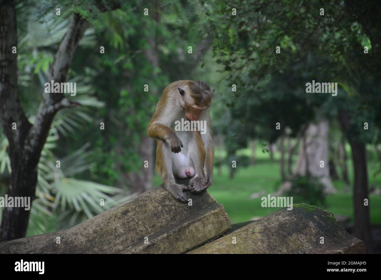 A MONKEY ON A ROCK IN JUNGLE Stock Photo - Alamy