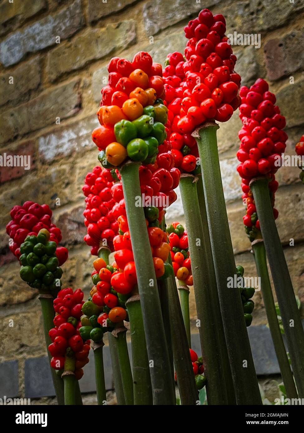 Arum plants hi-res stock photography and images - Alamy