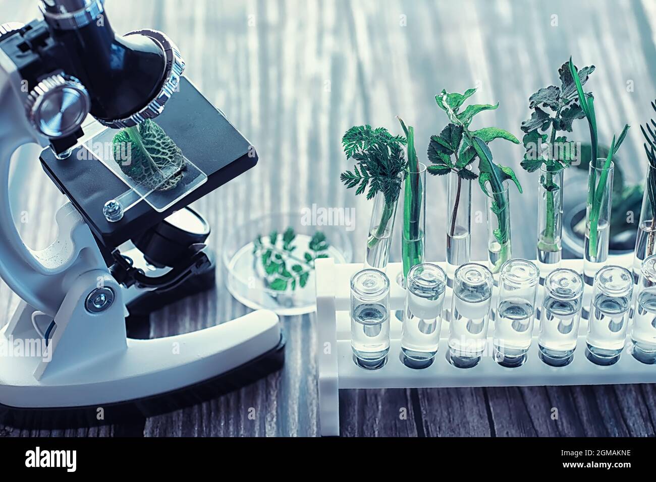 Microscope and partings on the table in the laboratory. Study on GMOs ...