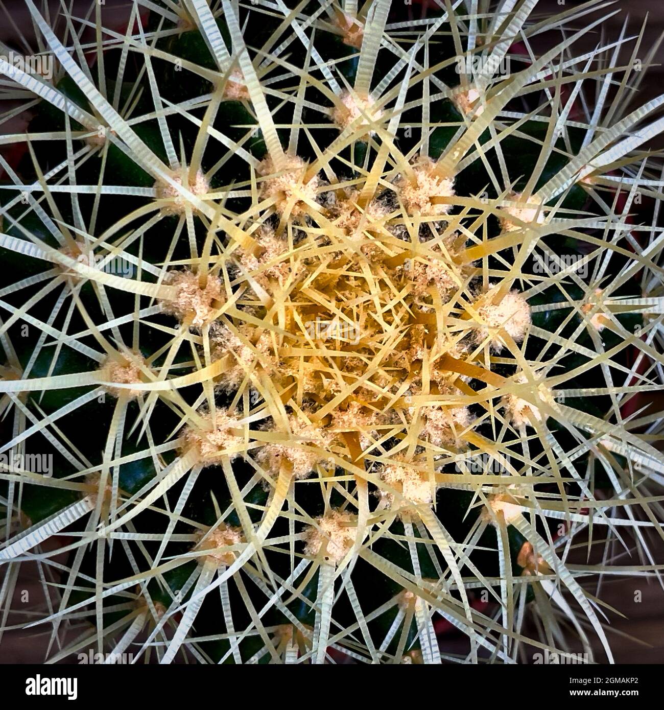 Cacti spikes hi-res stock photography and images - Alamy