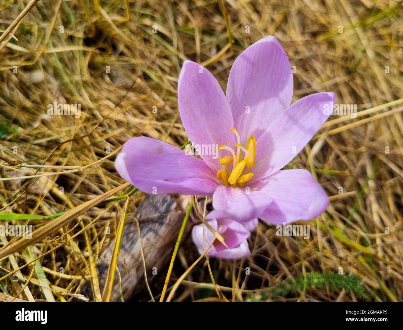 Saffron flower hi-res stock photography and images - Alamy