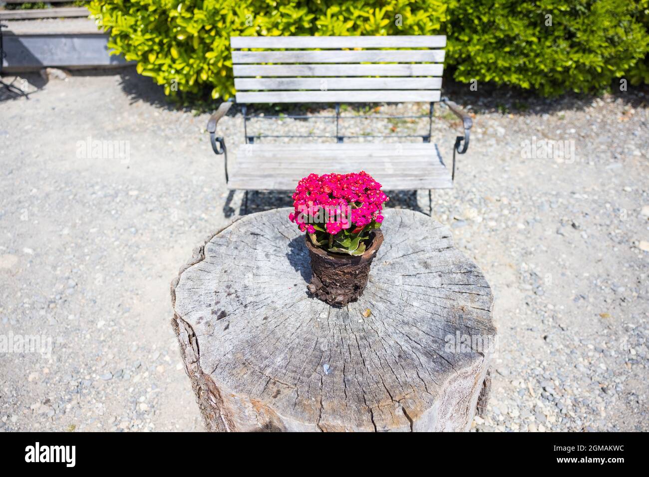 Shot of beautiful Flaming Katy flowers in a stone pot on a cut tree ...