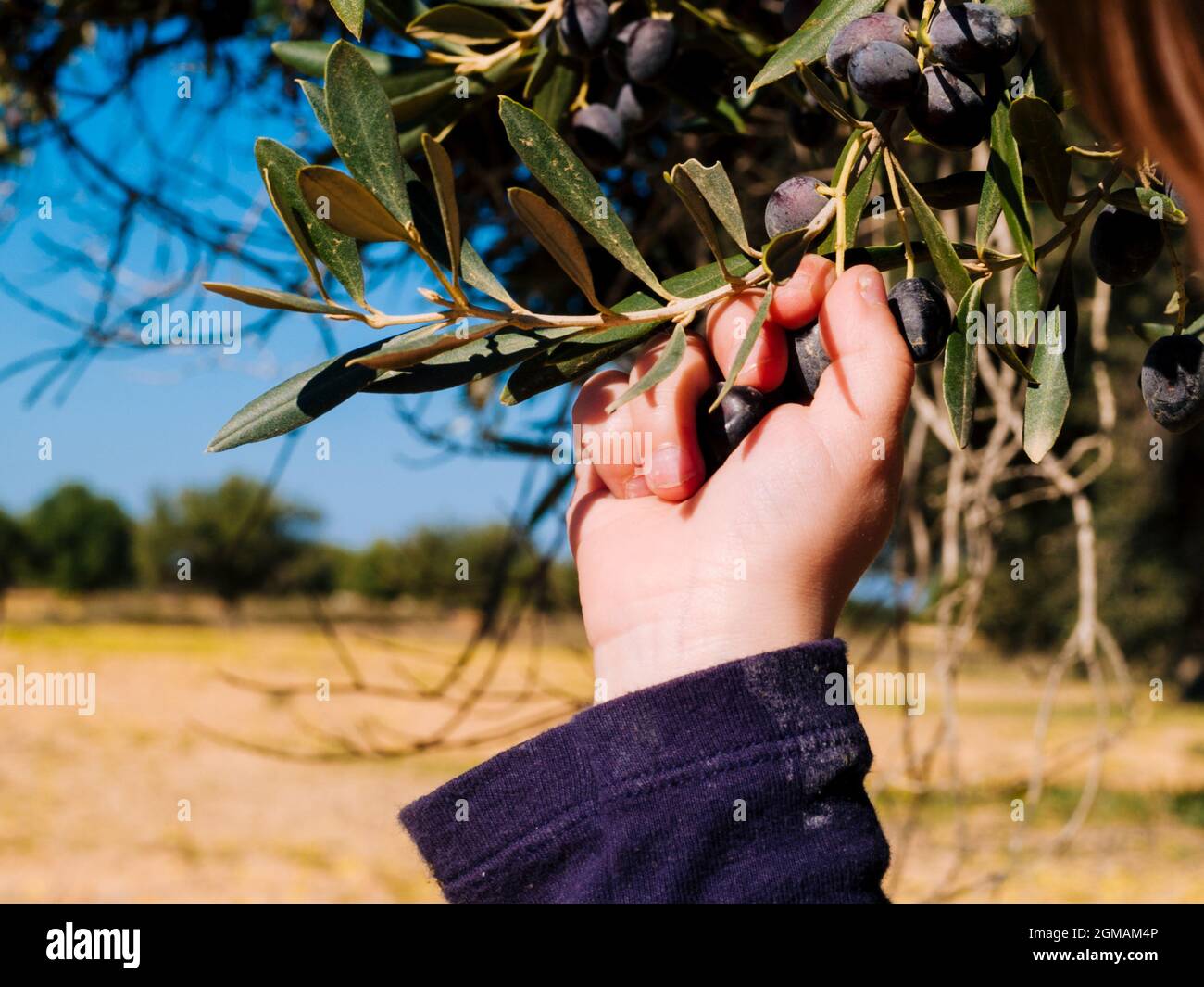 Baby's hand picking olives from the black olives plant Stock Photo - Alamy
