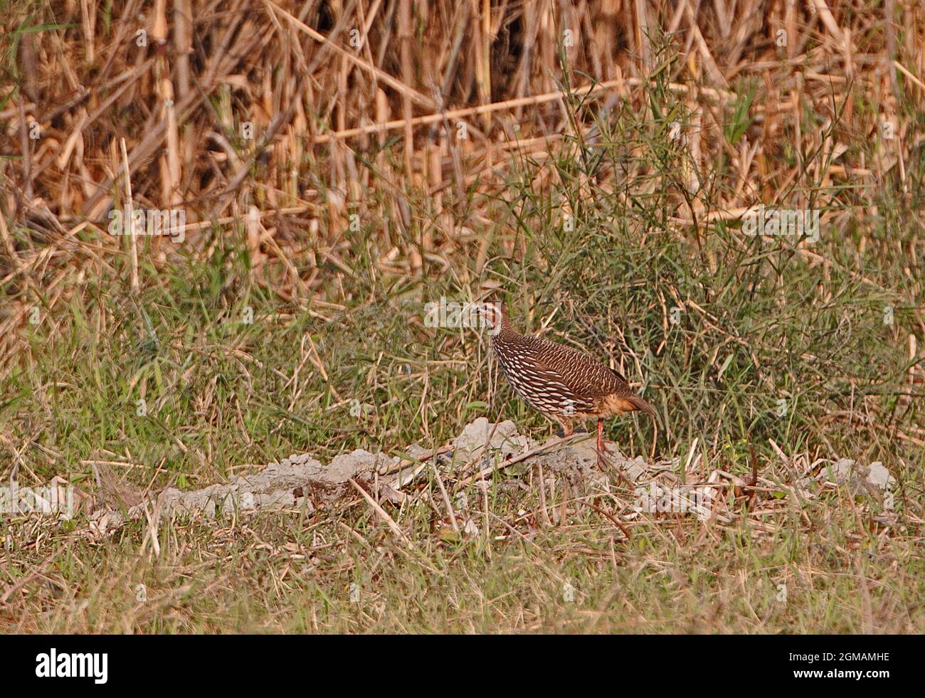 Dibru saikhowa national park hi-res stock photography and images - Alamy
