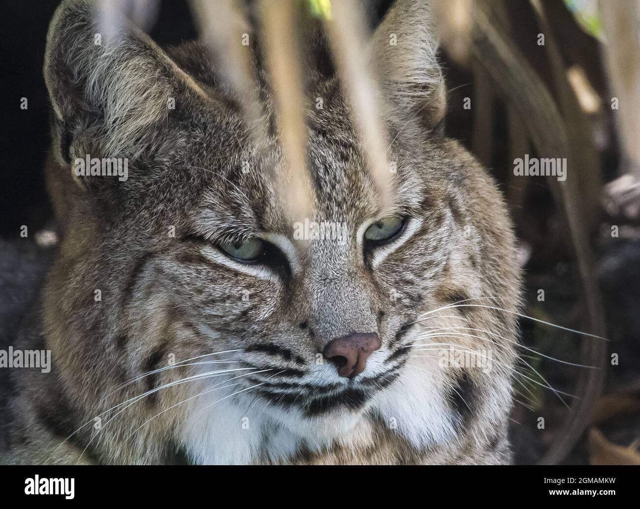 Closeup shot of a lynx staring with its green eyes on a blurred ...