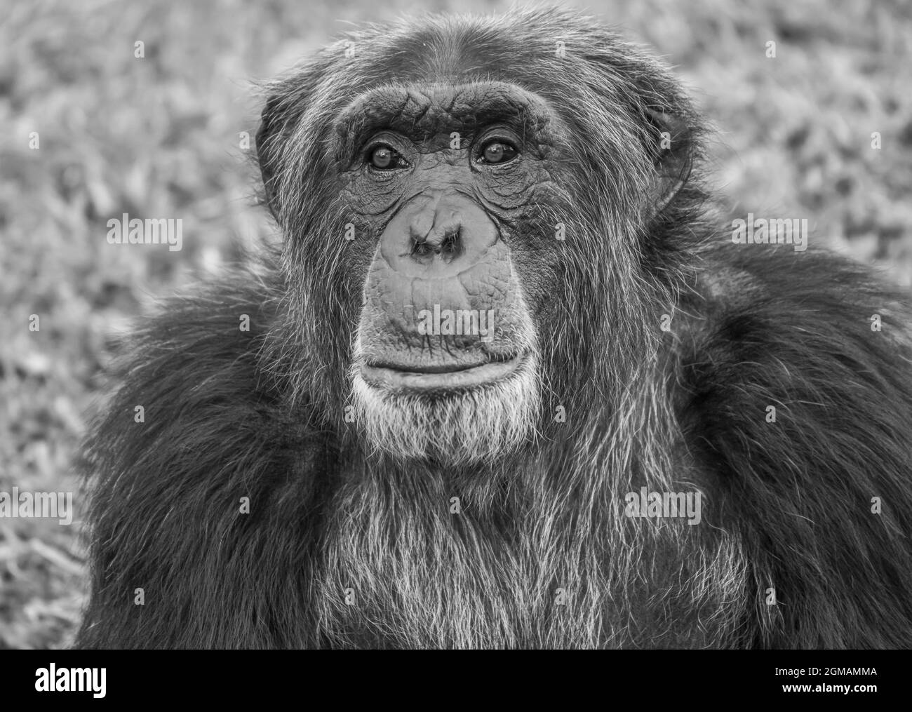 Chimpanzee head Black and White Stock Photos & Images - Alamy