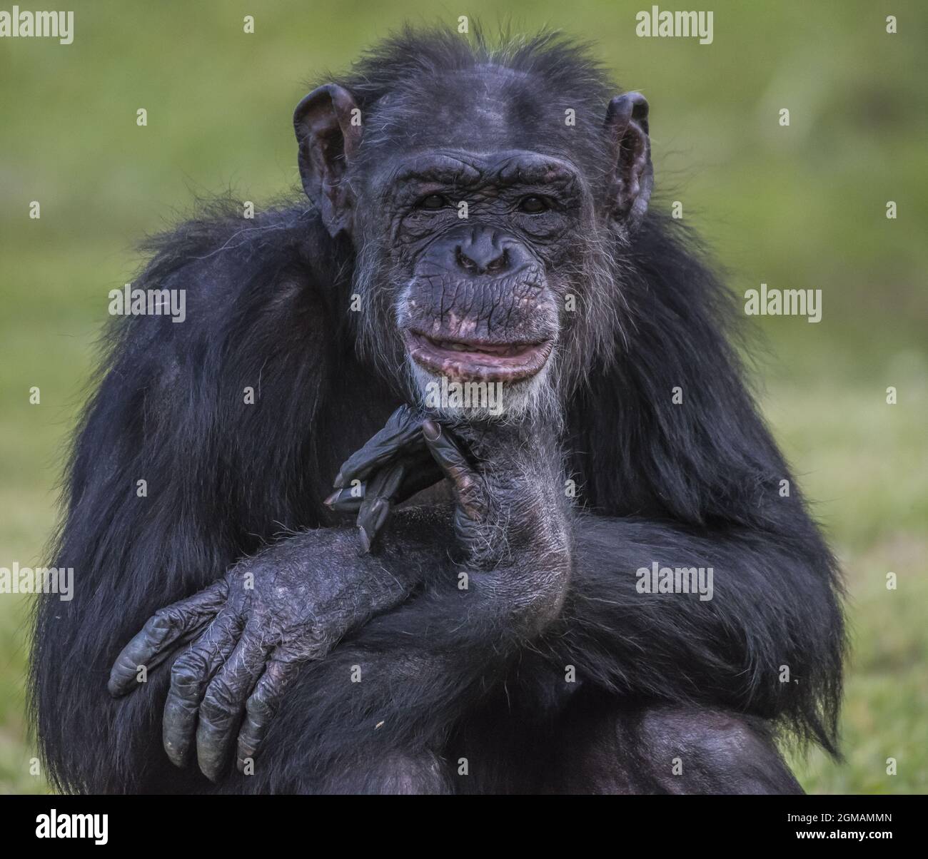 Chimpanzee funny face hi-res stock photography and images - Alamy