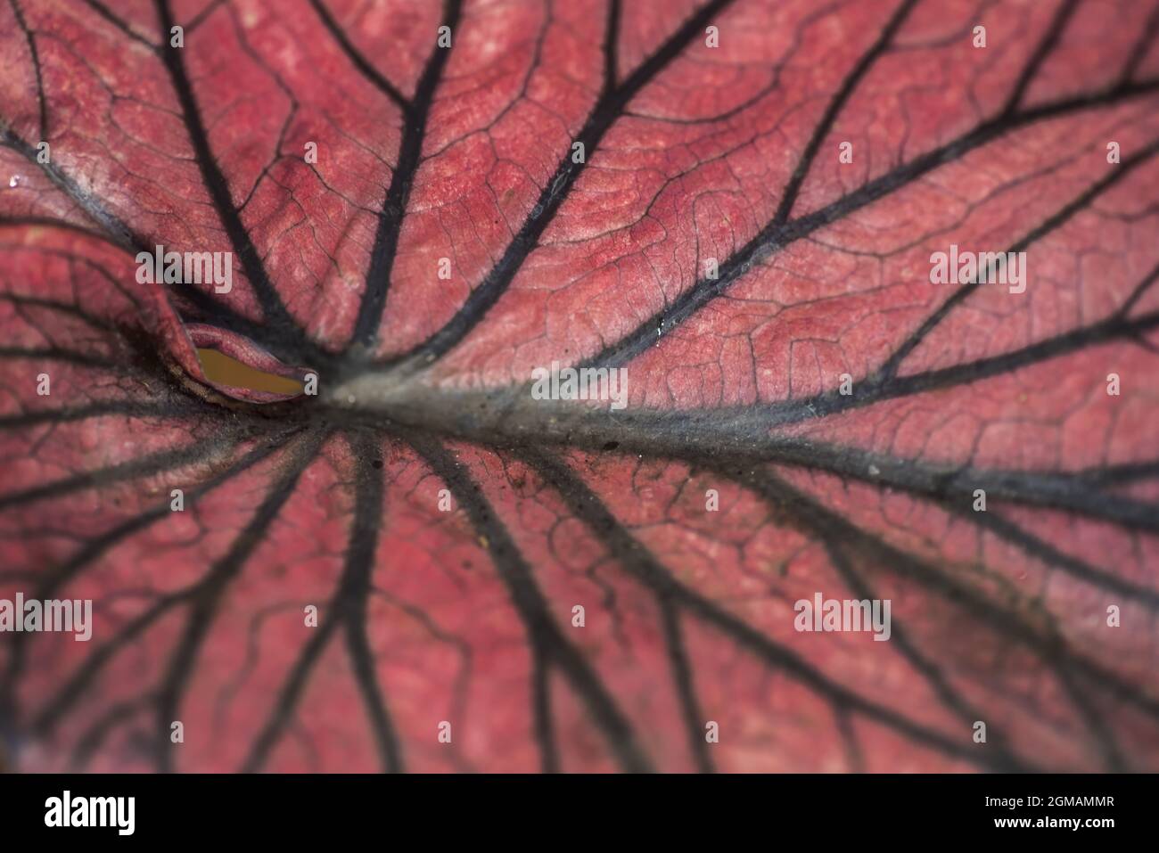 Closeup shot of a maple tree leaf texture Stock Photo - Alamy