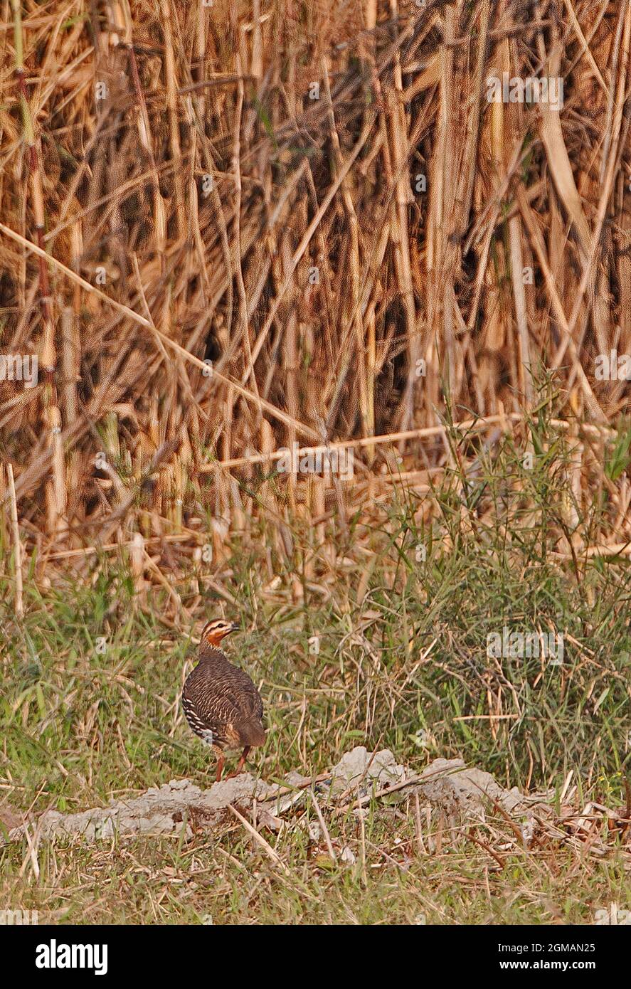 Swamp francolin hi-res stock photography and images - Alamy