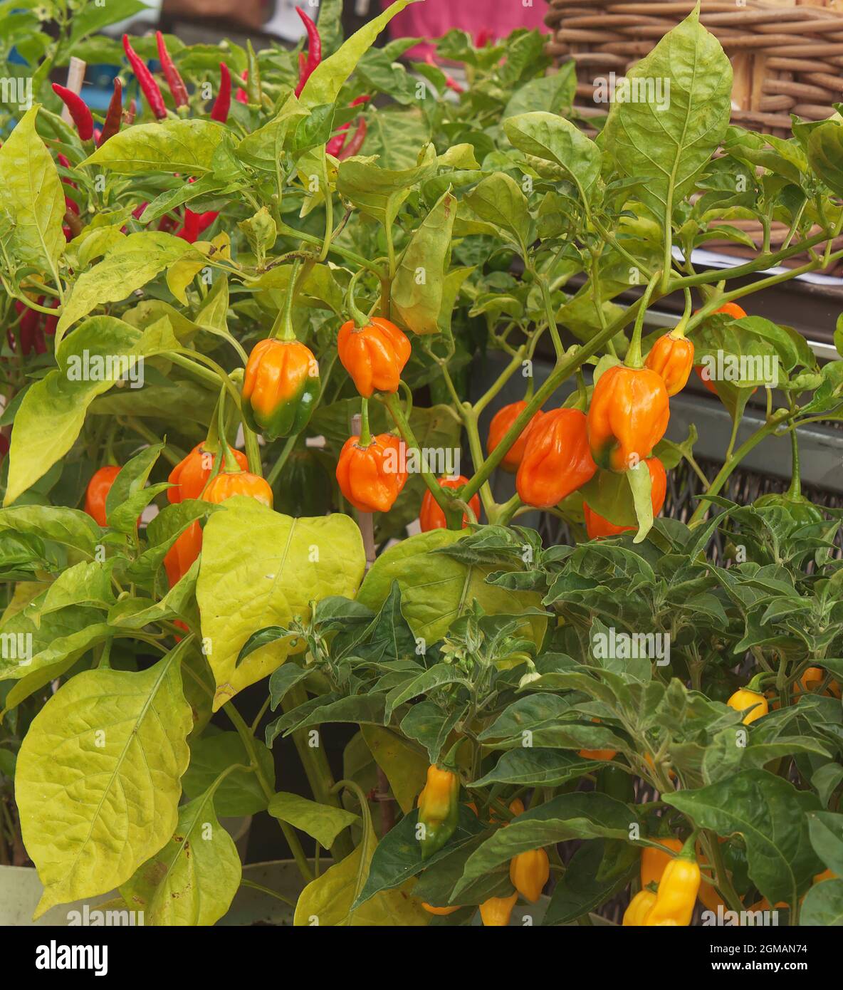 Shrubs of chilli peppers for sale at the farmers street food market ...
