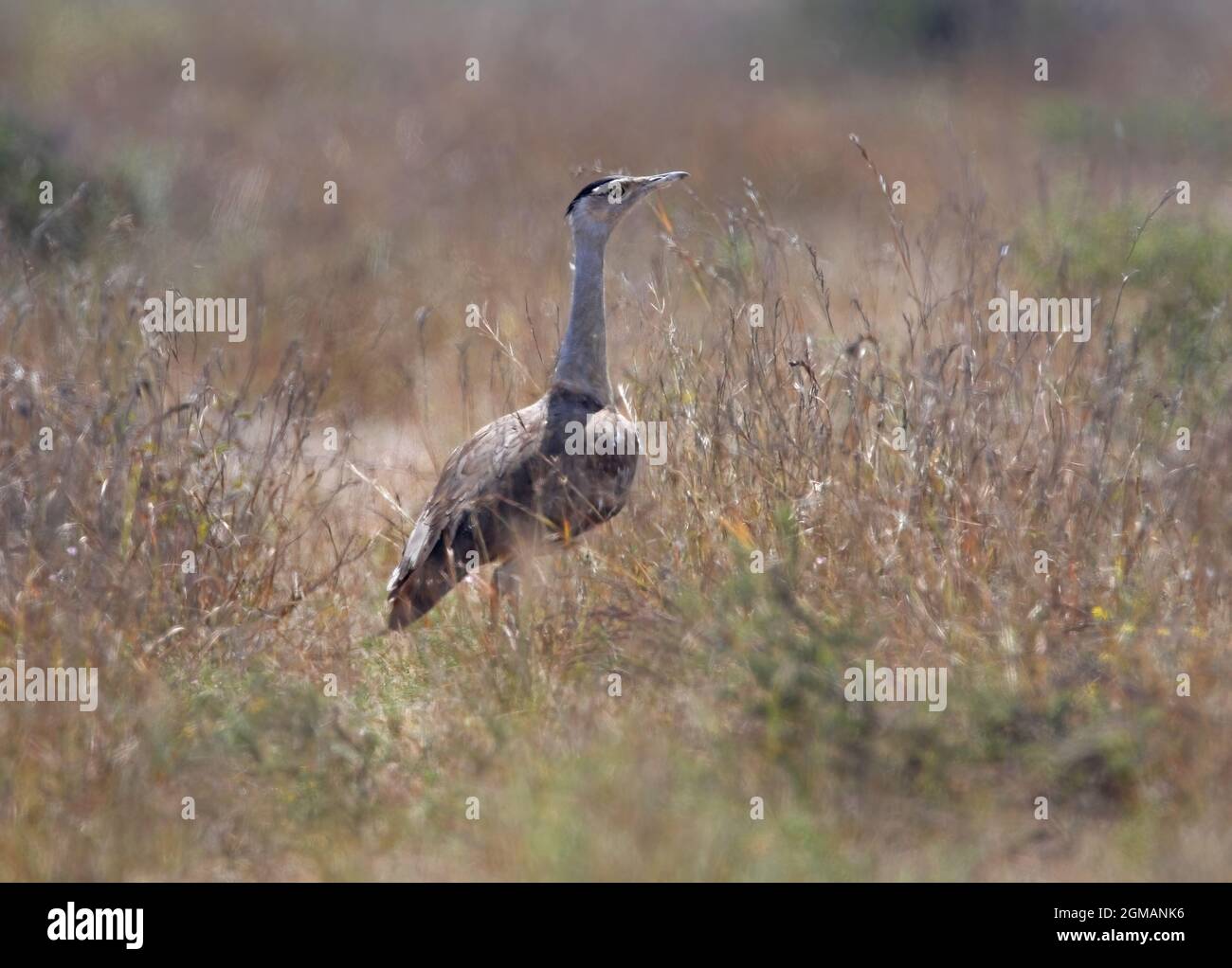 Great Indian Bustard (Ardeotis nigriceps) adult female in long grass ...