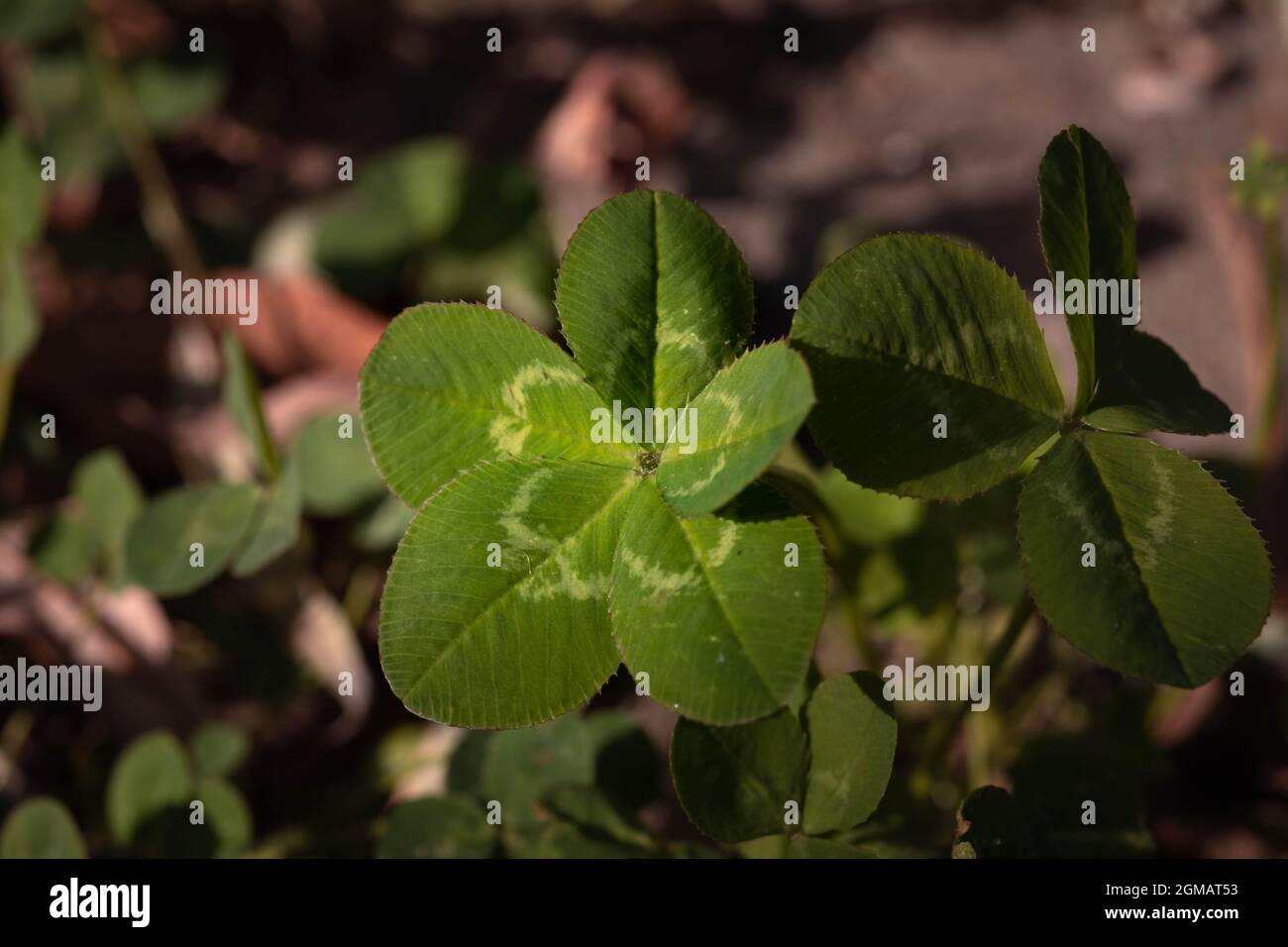 Five-leaf clover, a symbol of good luck Stock Photo - Alamy