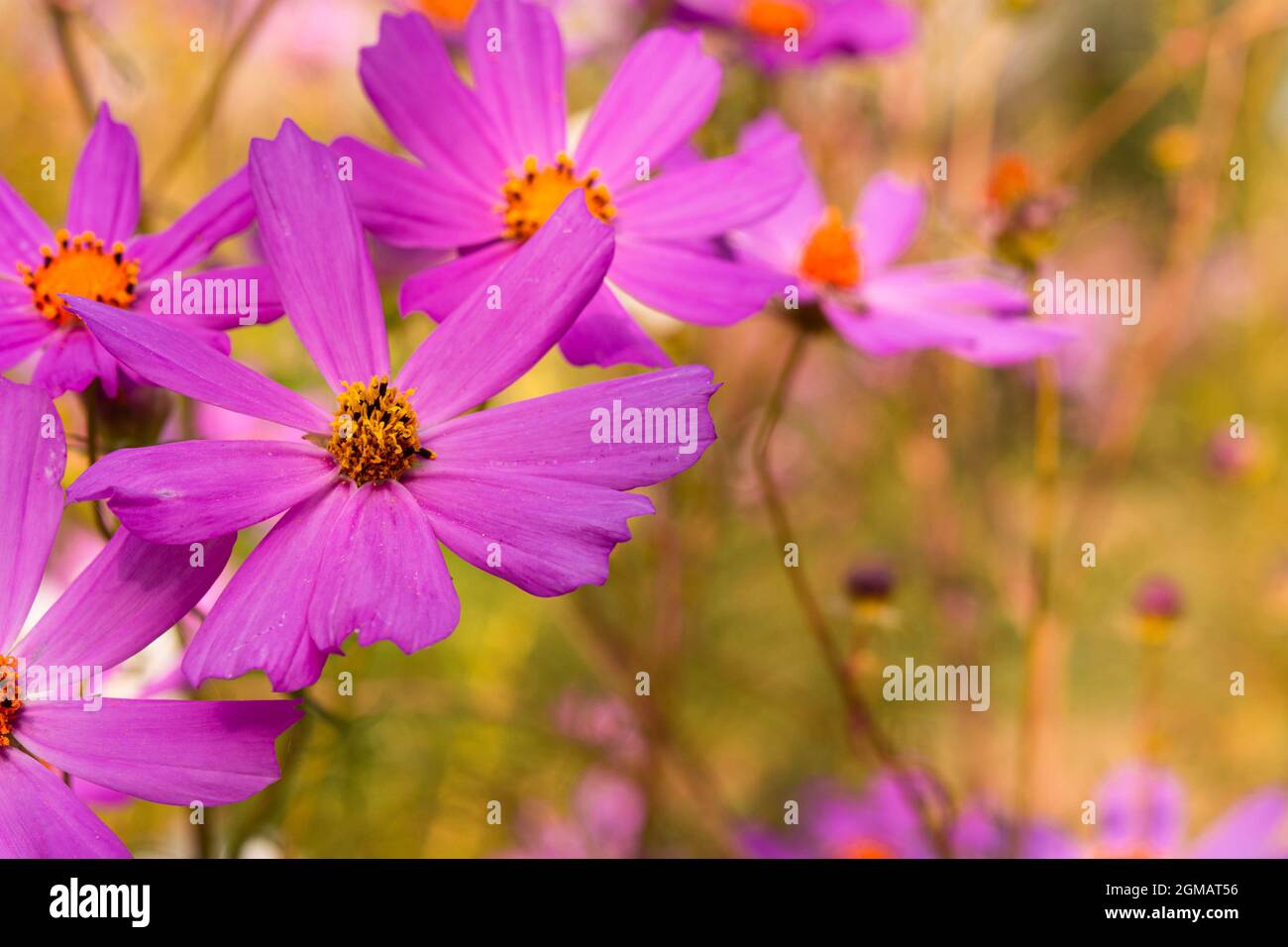 Beautiful cosmos flower field landscape, nature wallpaper background ...