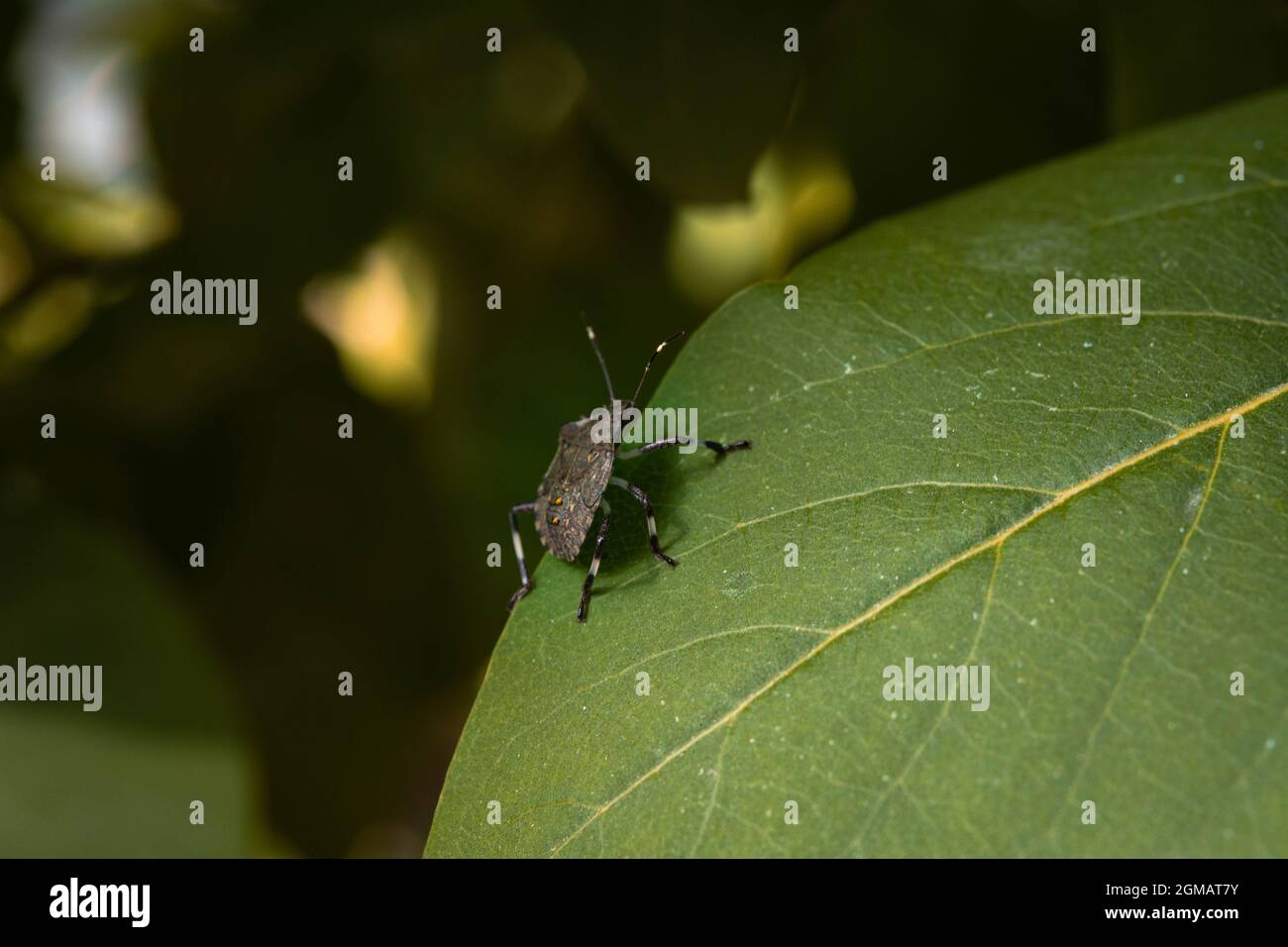 Macro Photography of a Marmorated stink bug (Halyomorpha halys) nymph ...