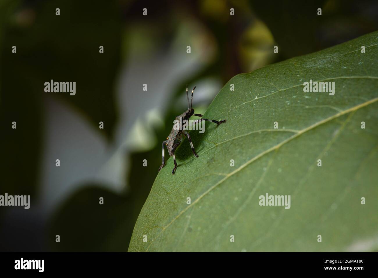 Macro Photography of a Marmorated stink bug (Halyomorpha halys) nymph ...