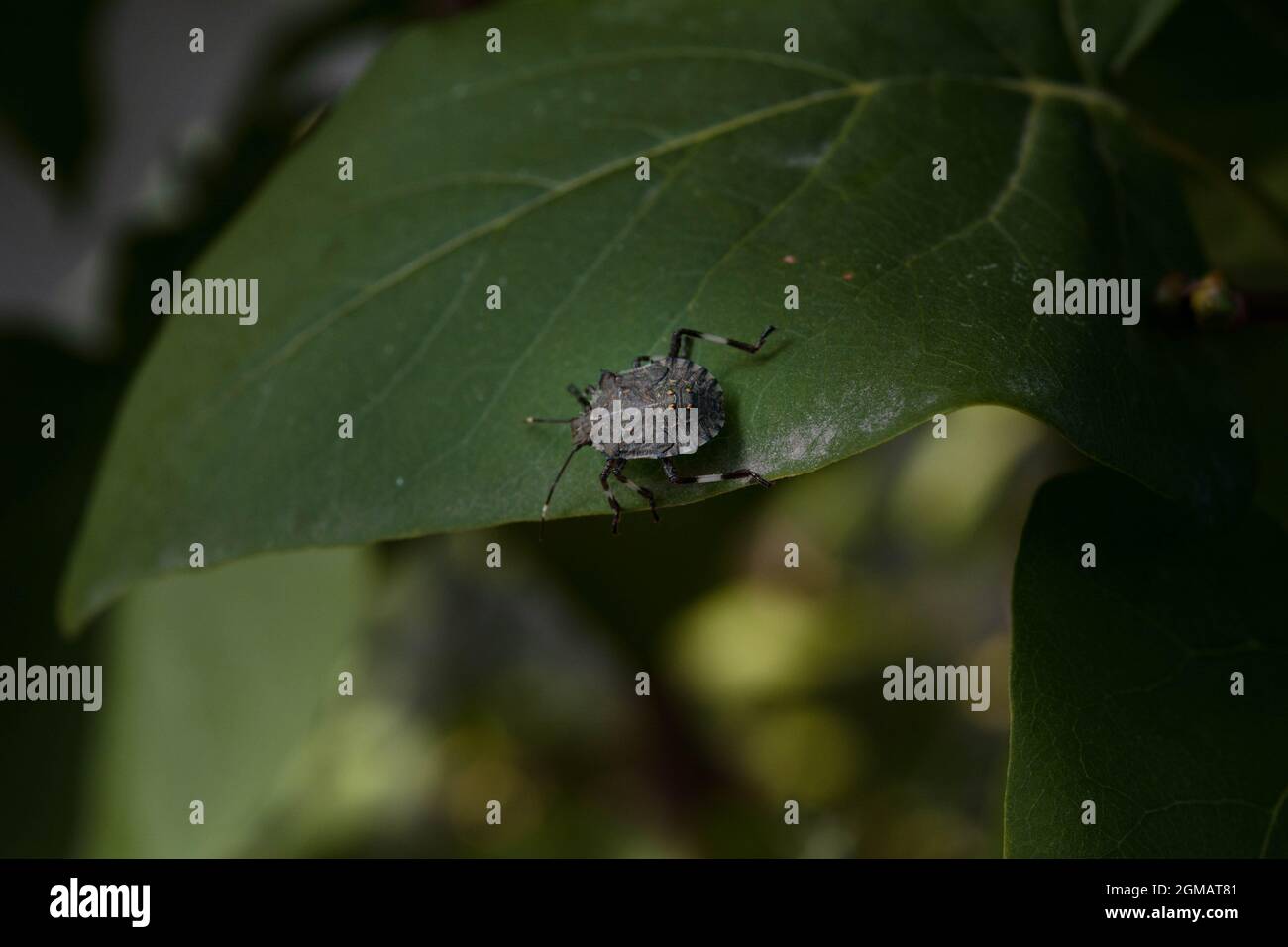Macro Photography of a Marmorated stink bug (Halyomorpha halys) nymph ...