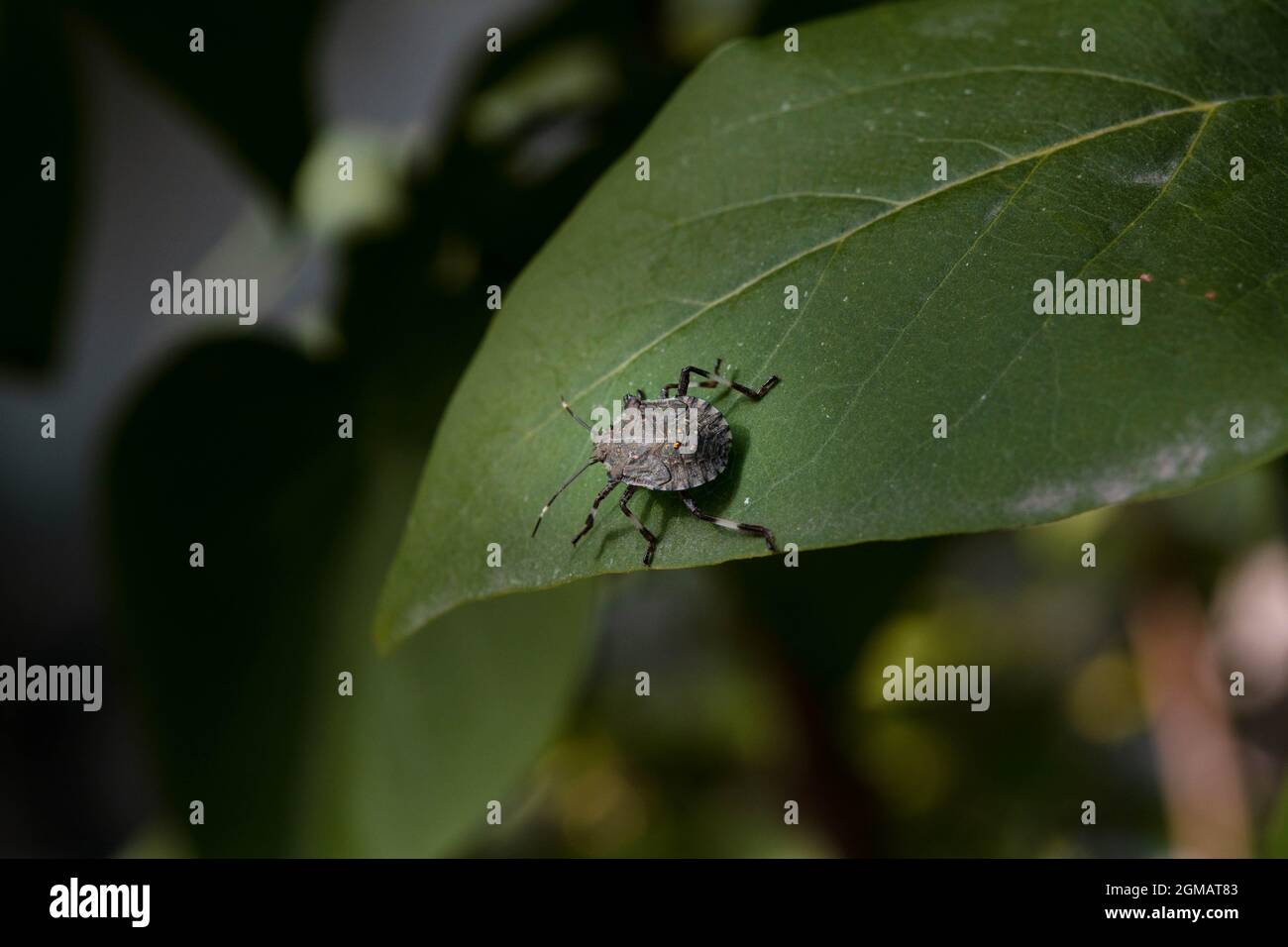 Macro Photography of a Marmorated stink bug (Halyomorpha halys) nymph ...