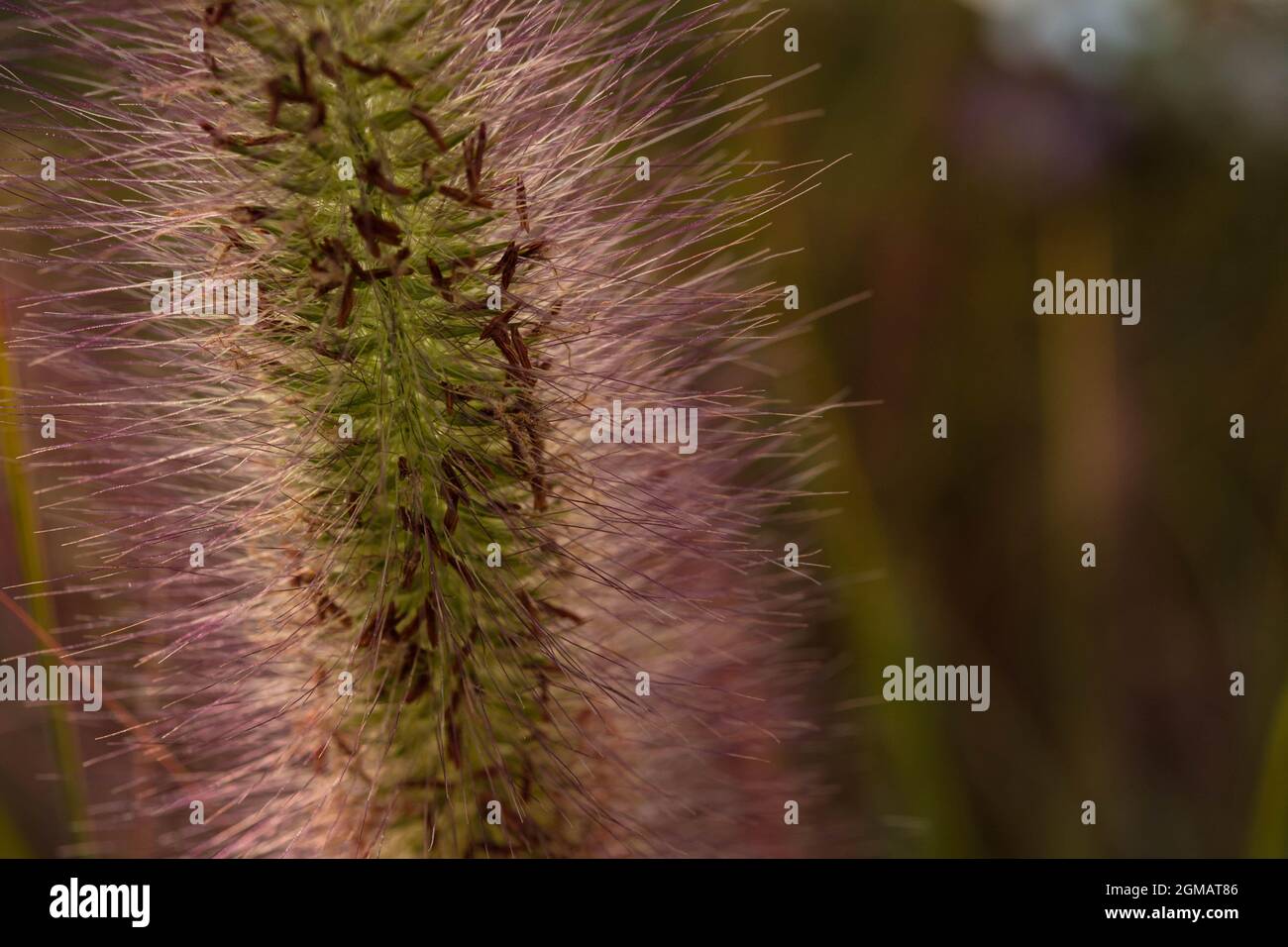 Setaria viridis hi-res stock photography and images - Alamy