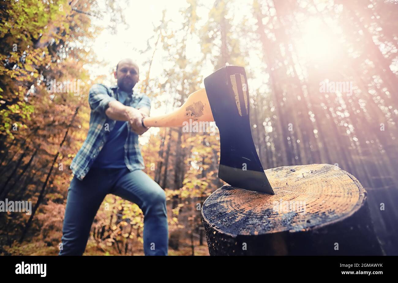 Male worker with ax chopping a tree in the forest Stock Photo - Alamy