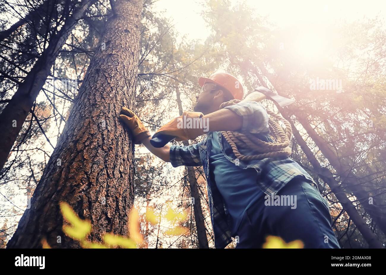 Male worker with ax chopping a tree in the forest Stock Photo - Alamy